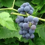Cold Hardy Grapes For Minnesota Landscapes - ALD