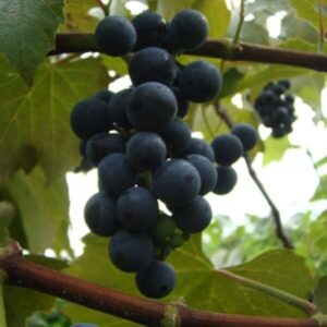 Cold Hardy Grapes For Minnesota Landscapes - ALD